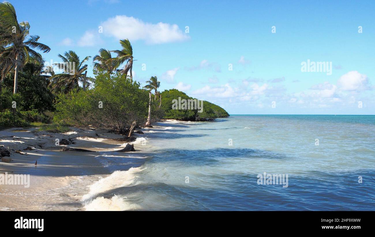 Caribbean seacoast of Yucatan Peninsula, surf waves and palm trees on ...