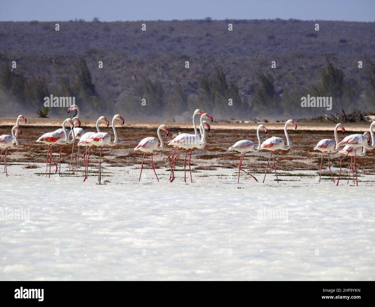 flamingos are go Stock Photo - Alamy