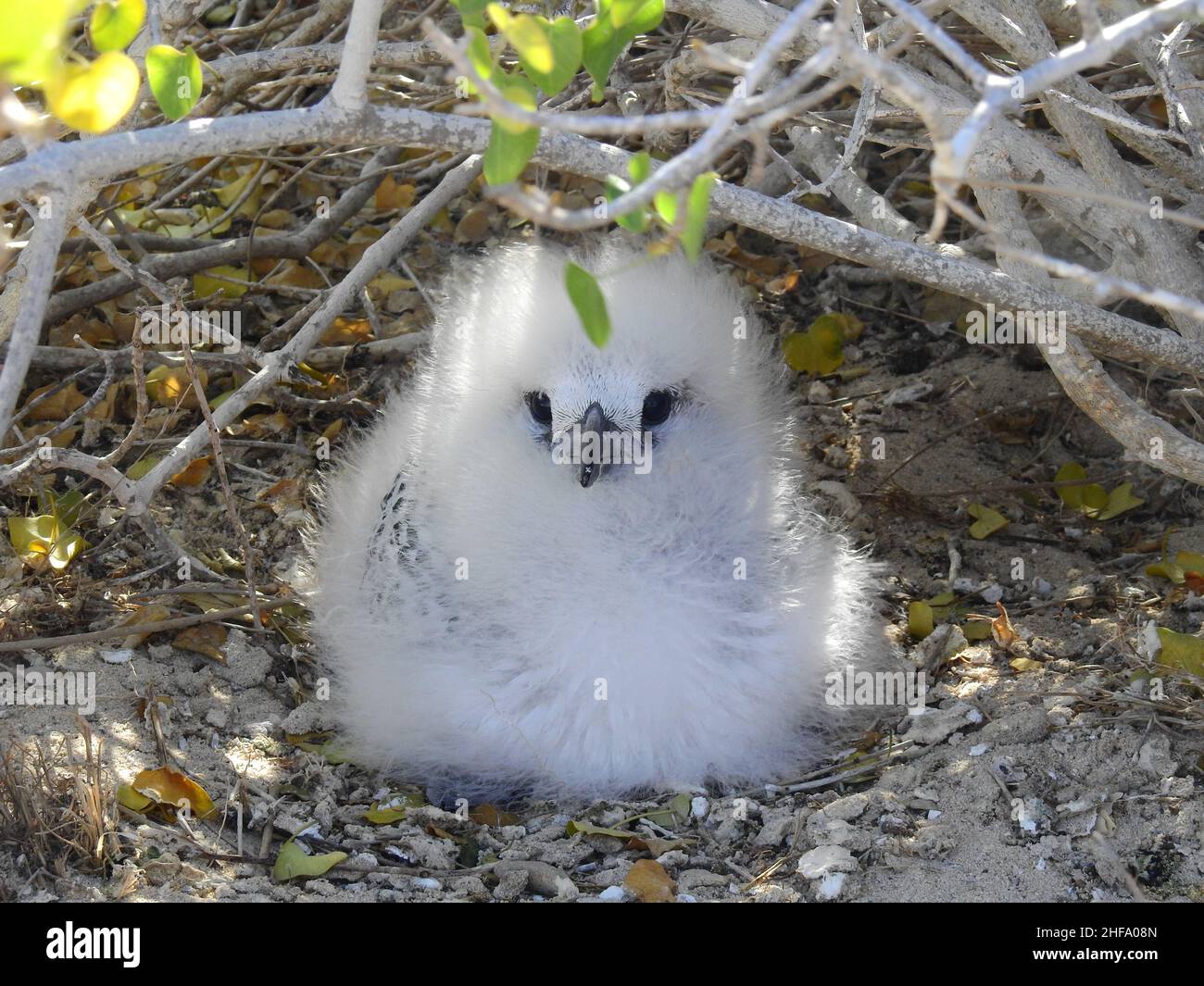 Bundle of Fluff Stock Photo - Alamy