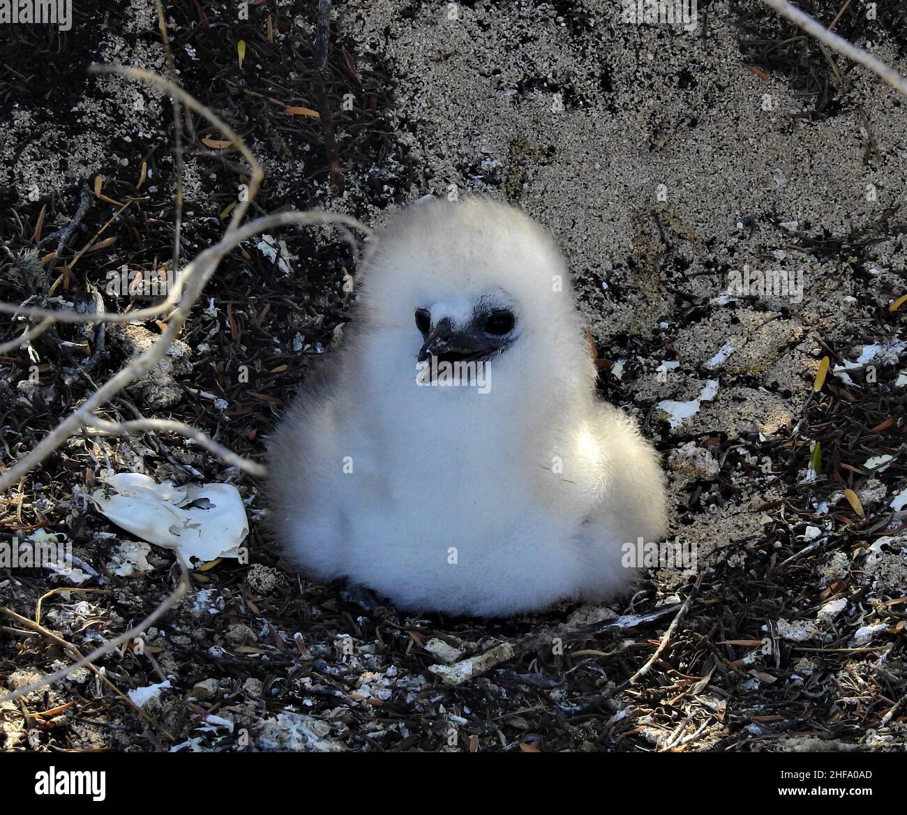 Bundle of Fluff Stock Photo - Alamy