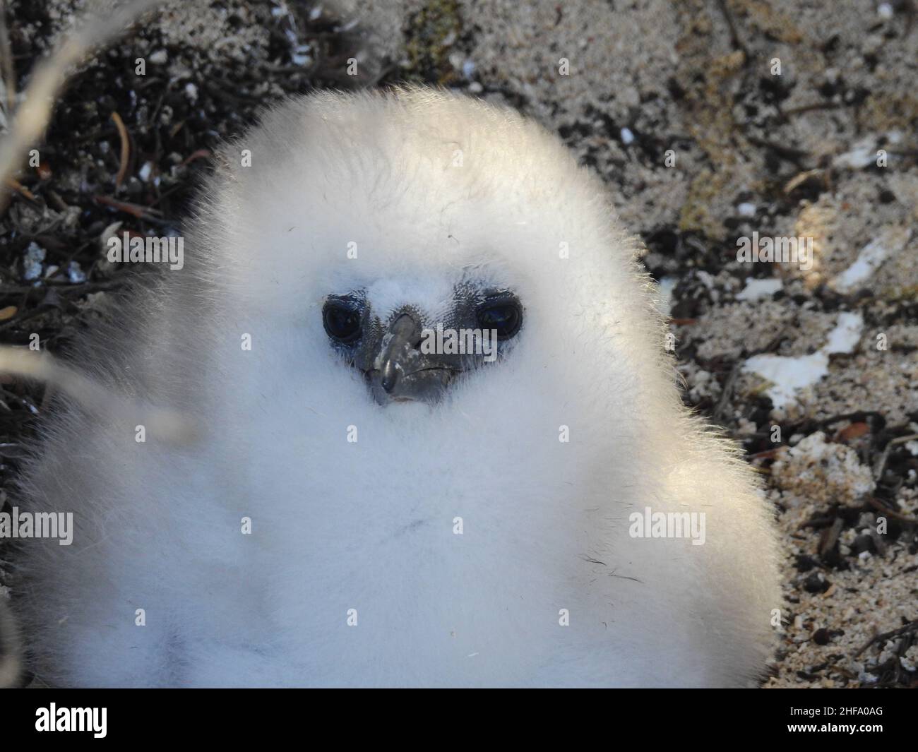 Bundle of Fluff Stock Photo - Alamy