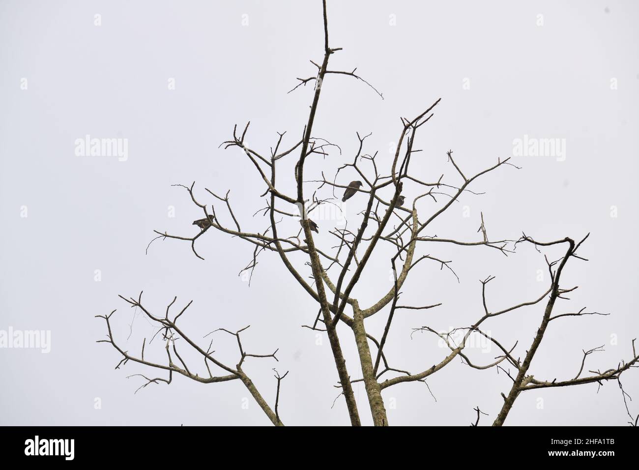 Black robins hi-res stock photography and images - Alamy