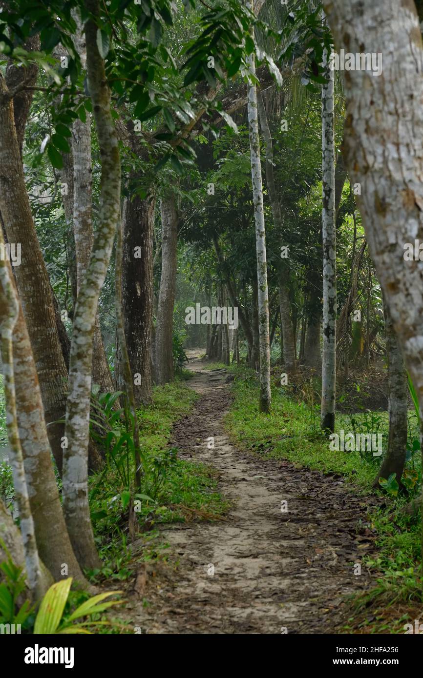 Rural Trail - bangladesh Stock Photo - Alamy