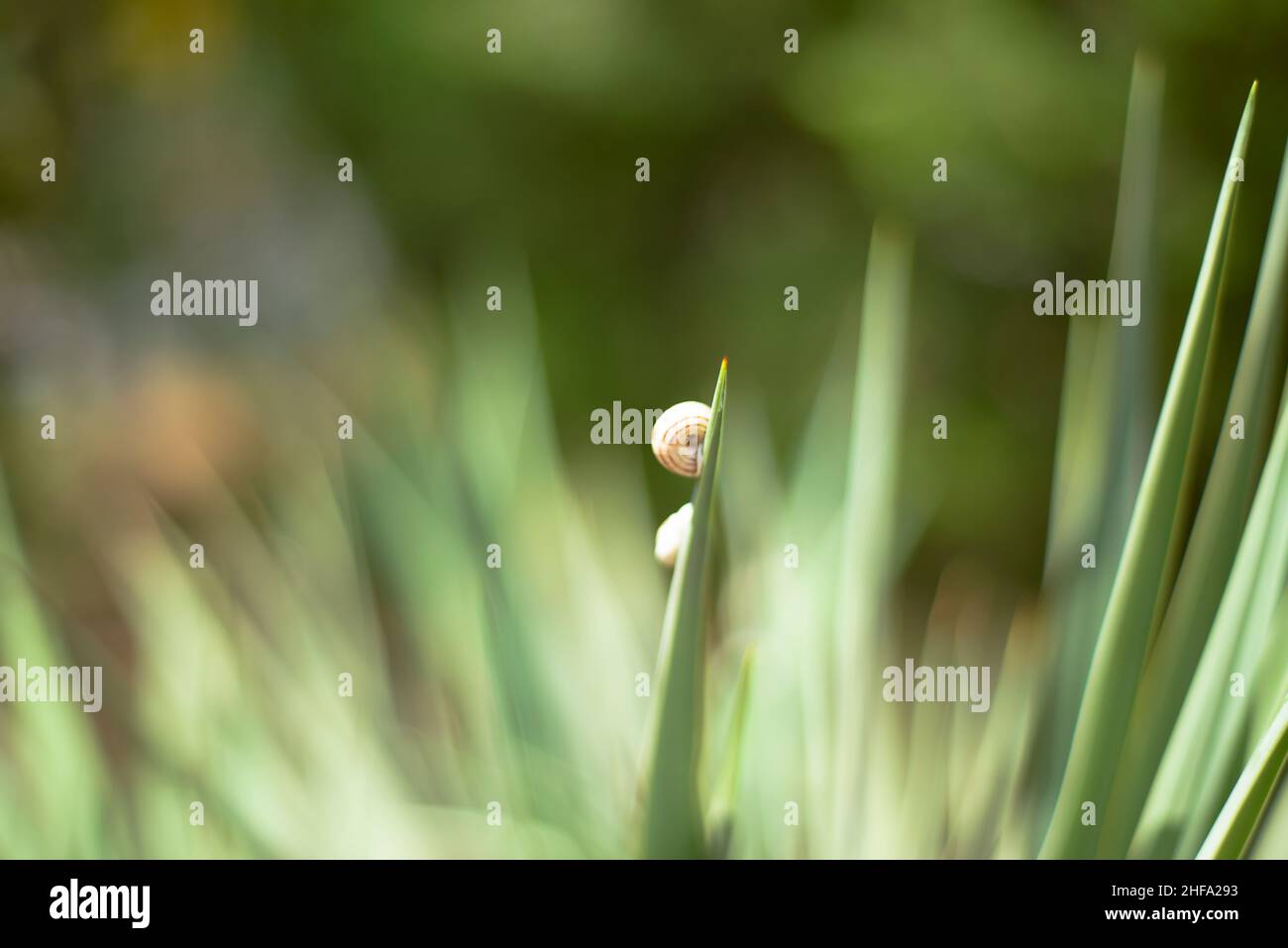 Green natural backgrounds. Summer. Spring. Snail on a blade of grass ...