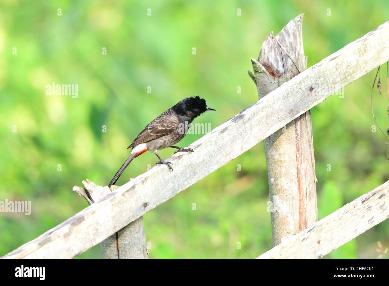 Red-vented Bulbul - Pycnonotus cafer Stock Photo - Alamy