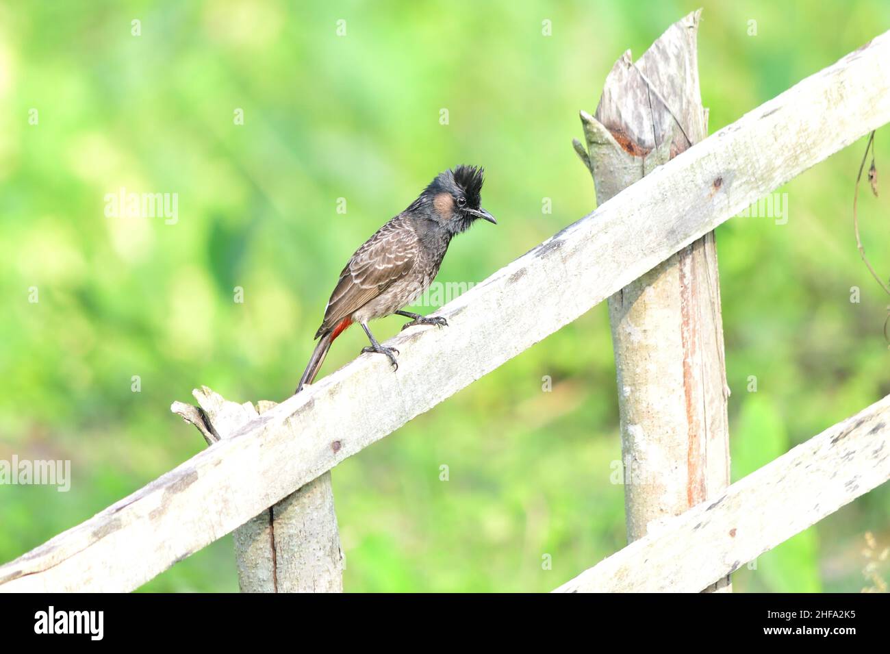 Red-vented Bulbul - Pycnonotus cafer Stock Photo - Alamy