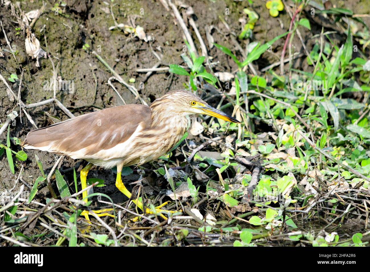 Chinese pond heron hi-res stock photography and images - Alamy