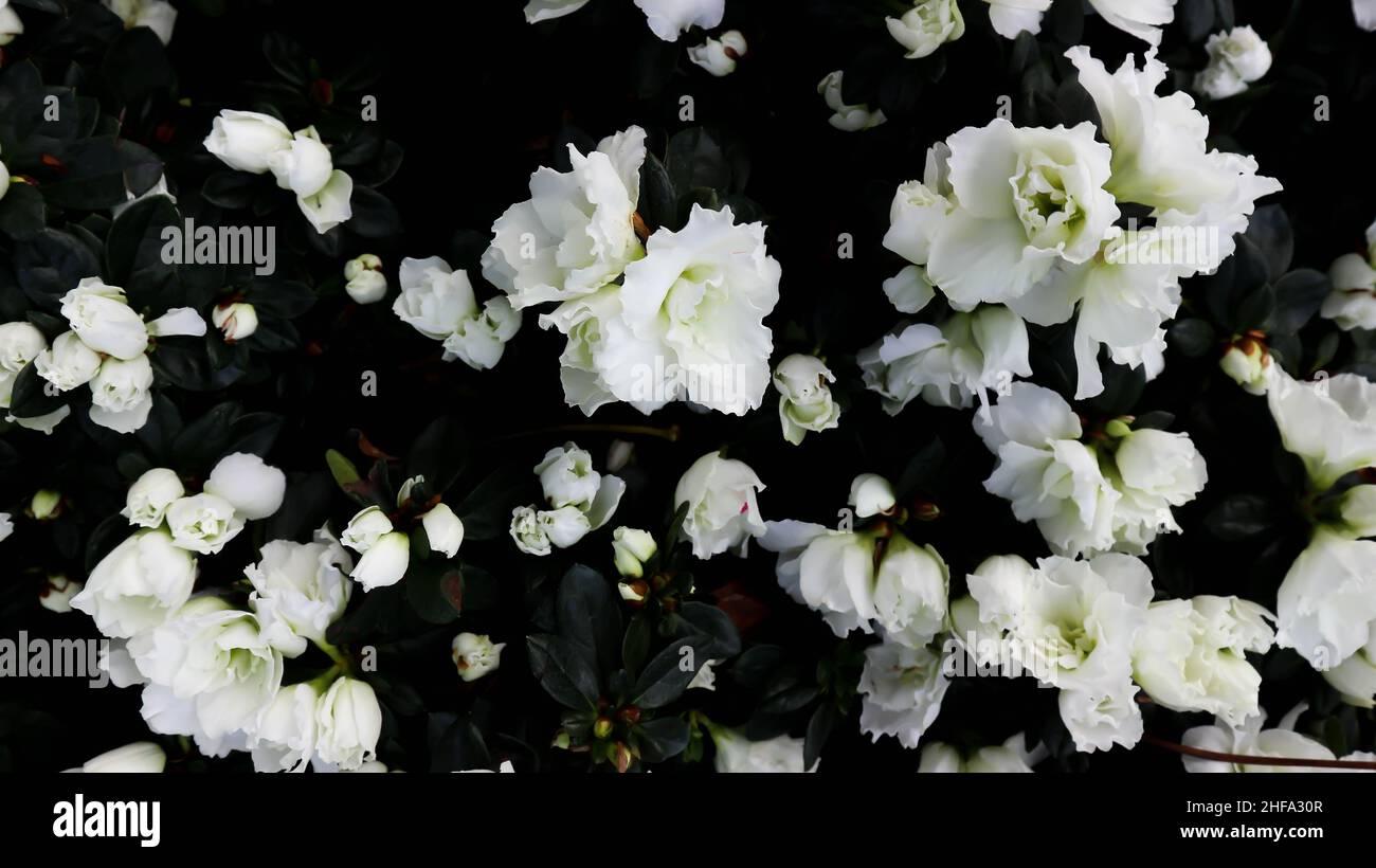 Rhododendron arboreum Smith subsp, delavayi or Franch or Chamberlain or ...