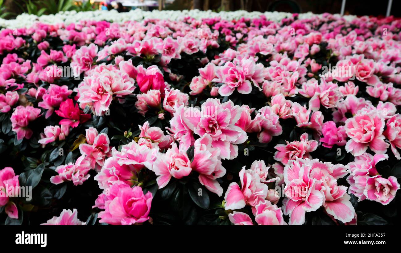 Rhododendron arboreum Smith subsp, delavayi or Franch or Chamberlain or ...