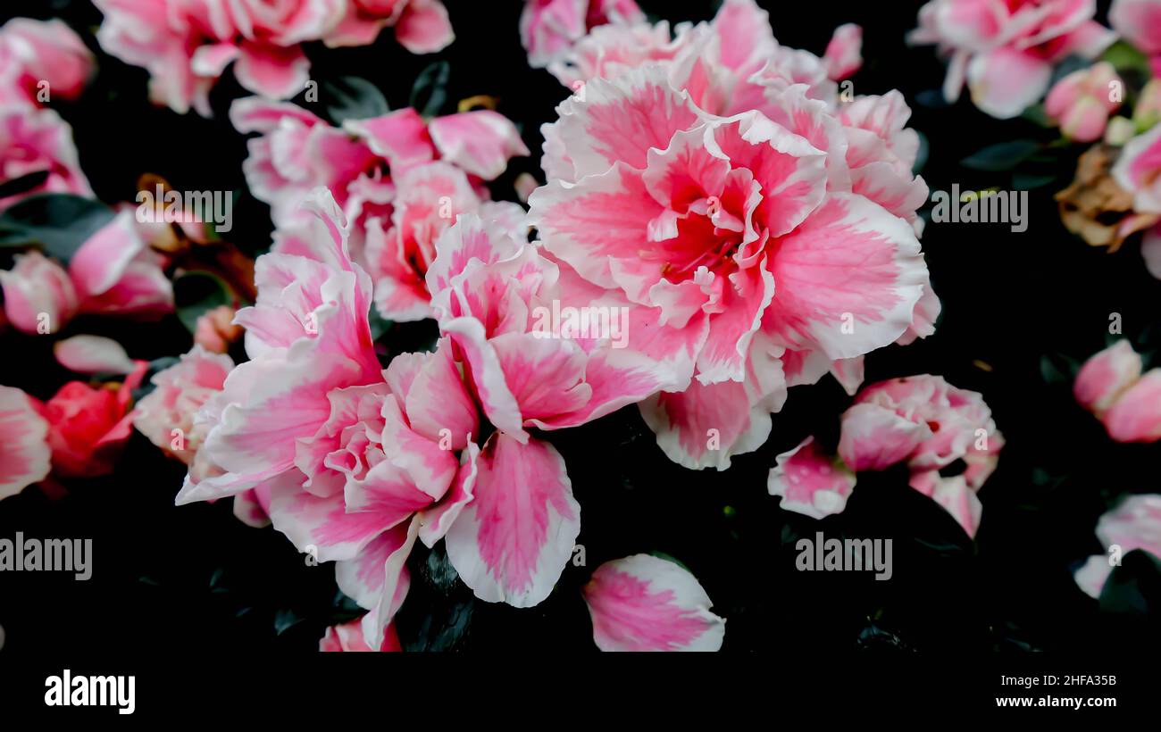 Rhododendron arboreum Smith subsp, delavayi or Franch or Chamberlain or ...