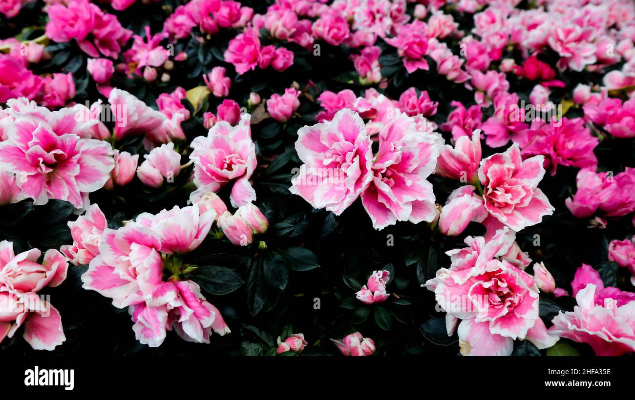 Rhododendron arboreum Smith subsp, delavayi or Franch or Chamberlain or ...