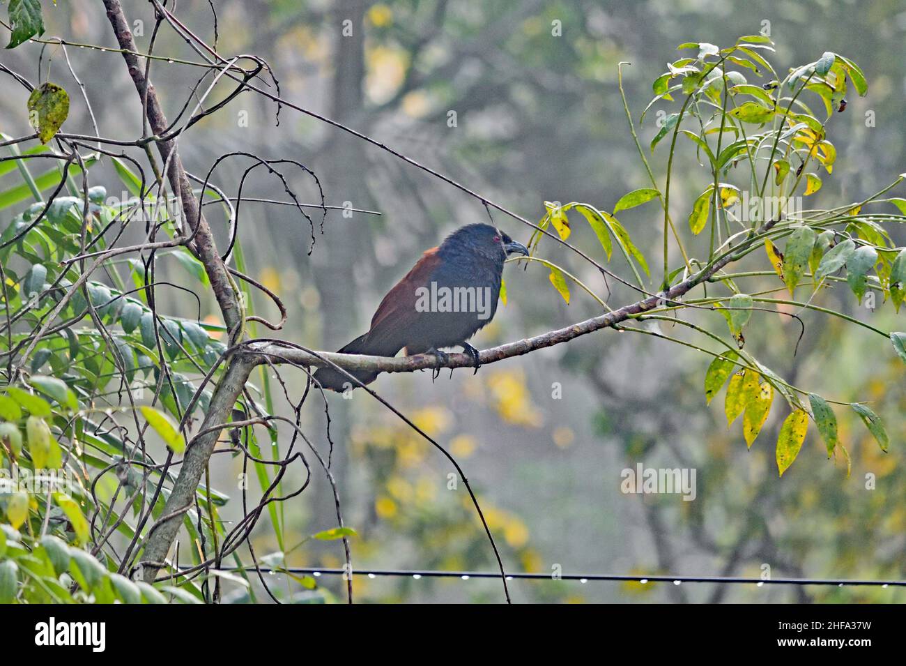 Dancing pheasant hi-res stock photography and images - Alamy