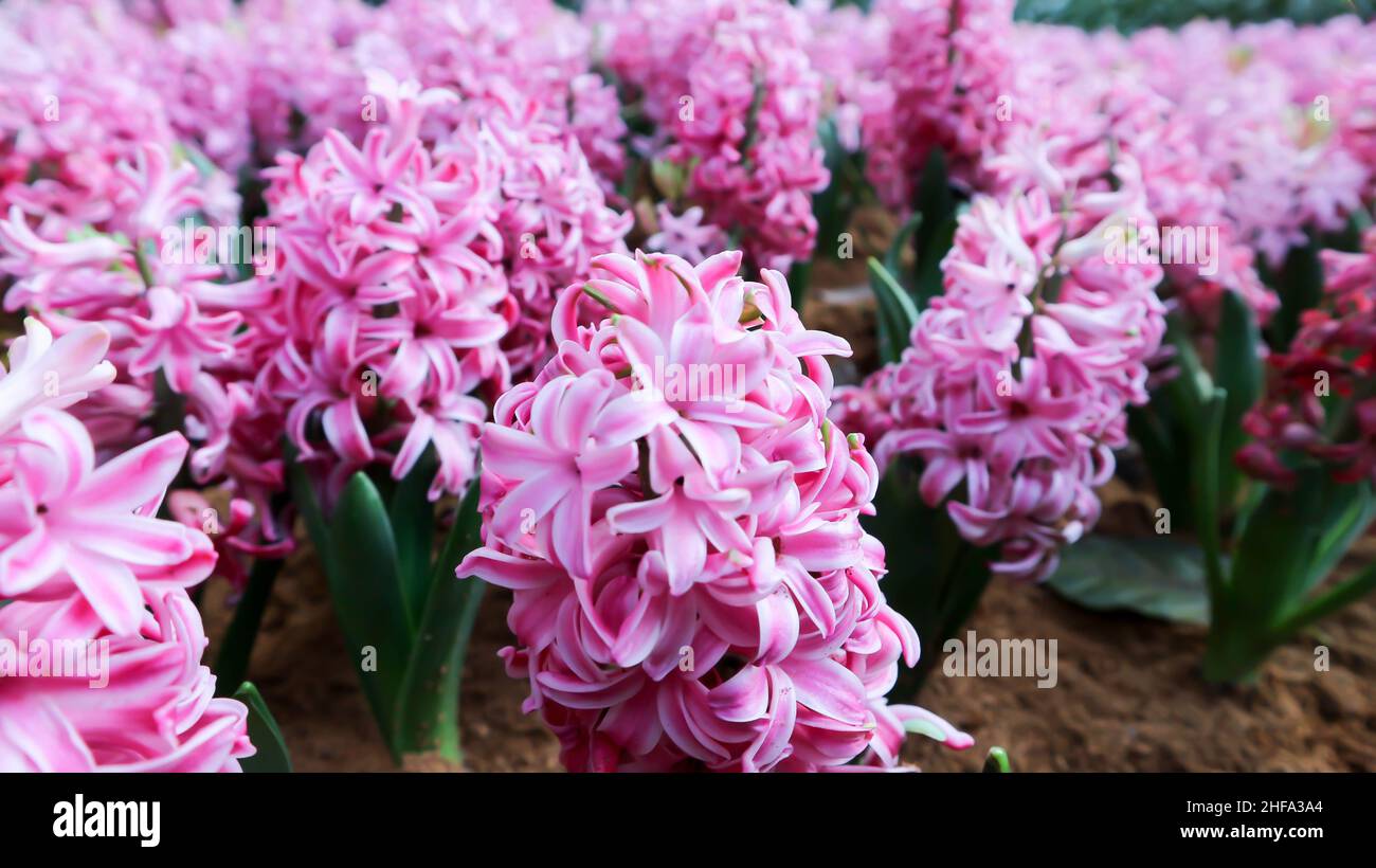 Hyacinthus or Scilloideae, Asparagaceae or Hyacinthus or Plantae plant Stock Photo - Alamy