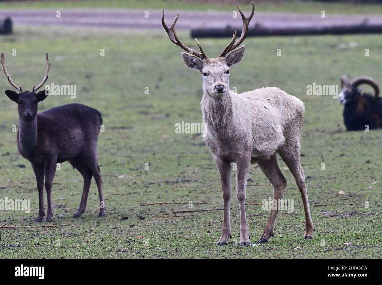 Baruth, Germany. 13th Jan, 2022. A white red deer stands near the path ...