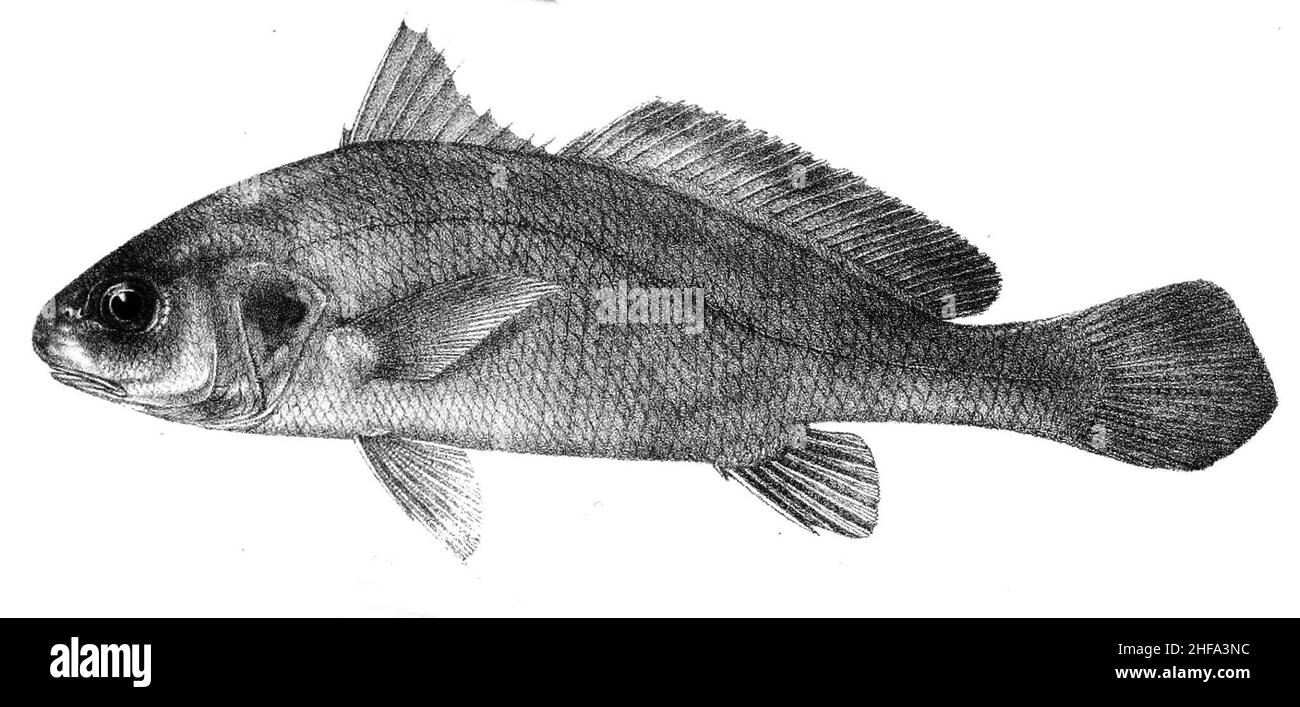 Sciaena glaucus Ford 46 Stock Photo - Alamy