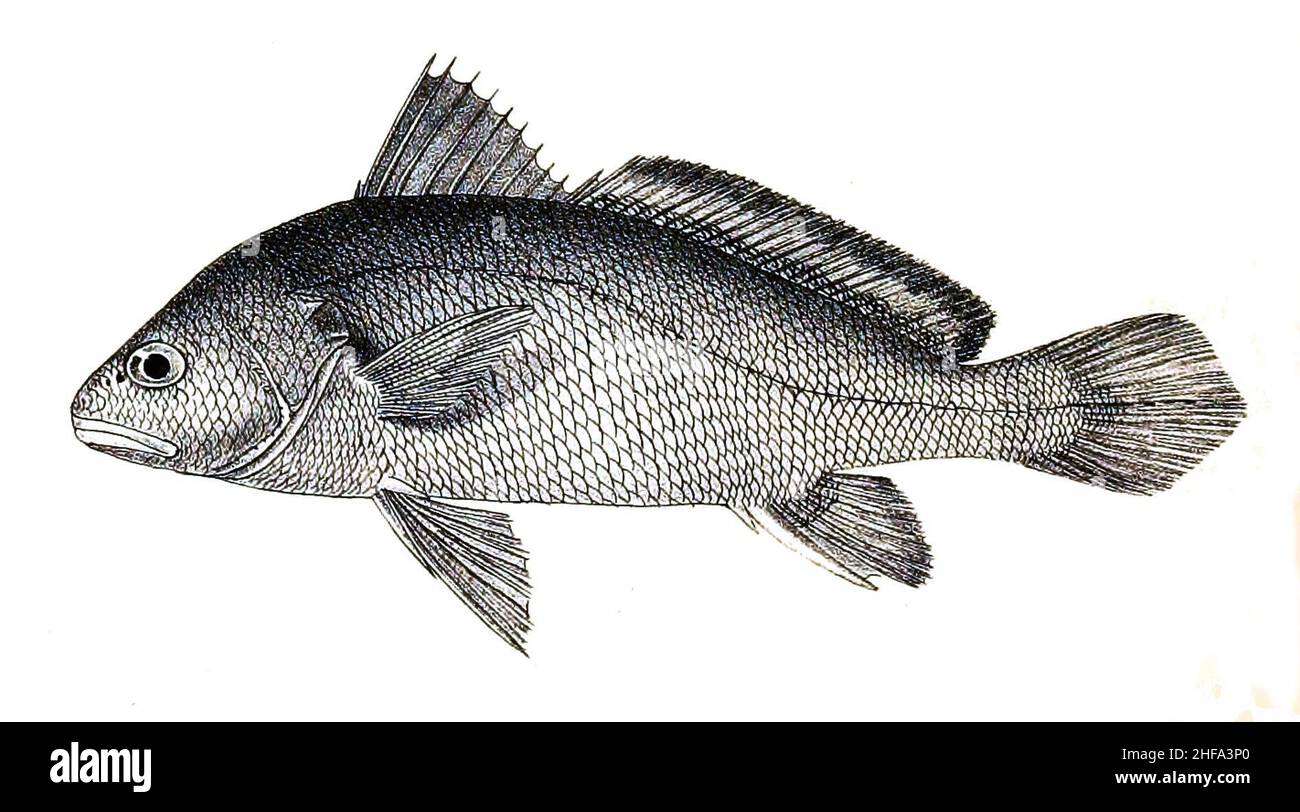 Sciaena hi-res stock photography and images - Alamy