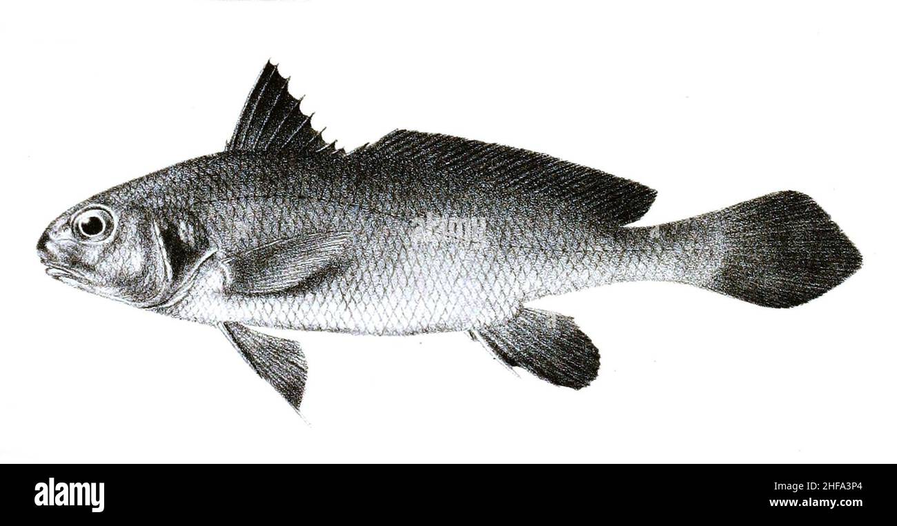 Sciaena belengeri Ford 44 Stock Photo - Alamy