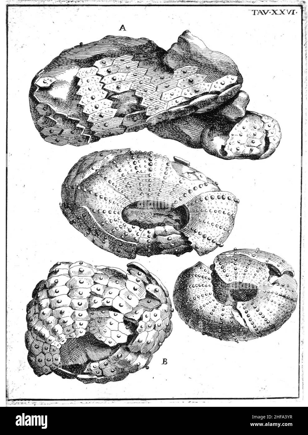 Plate 26 Black and White Stock Photos & Images - Alamy