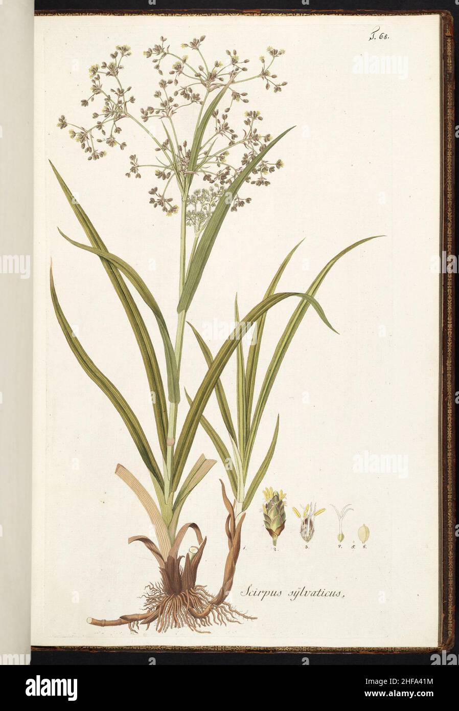 Scirpus sylvaticus illustration (01 Stock Photo - Alamy