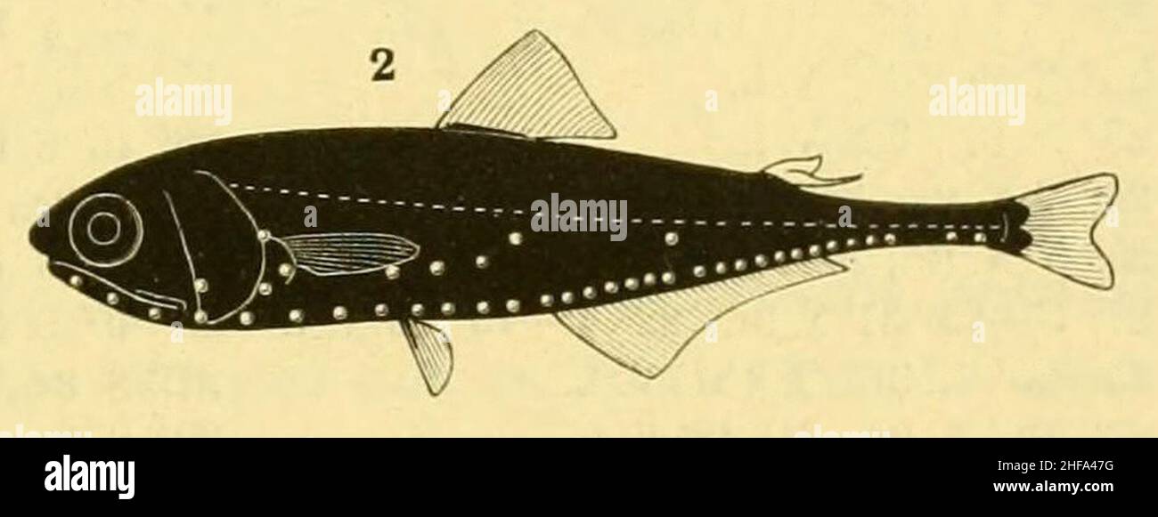 Scopelus hi-res stock photography and images - Alamy