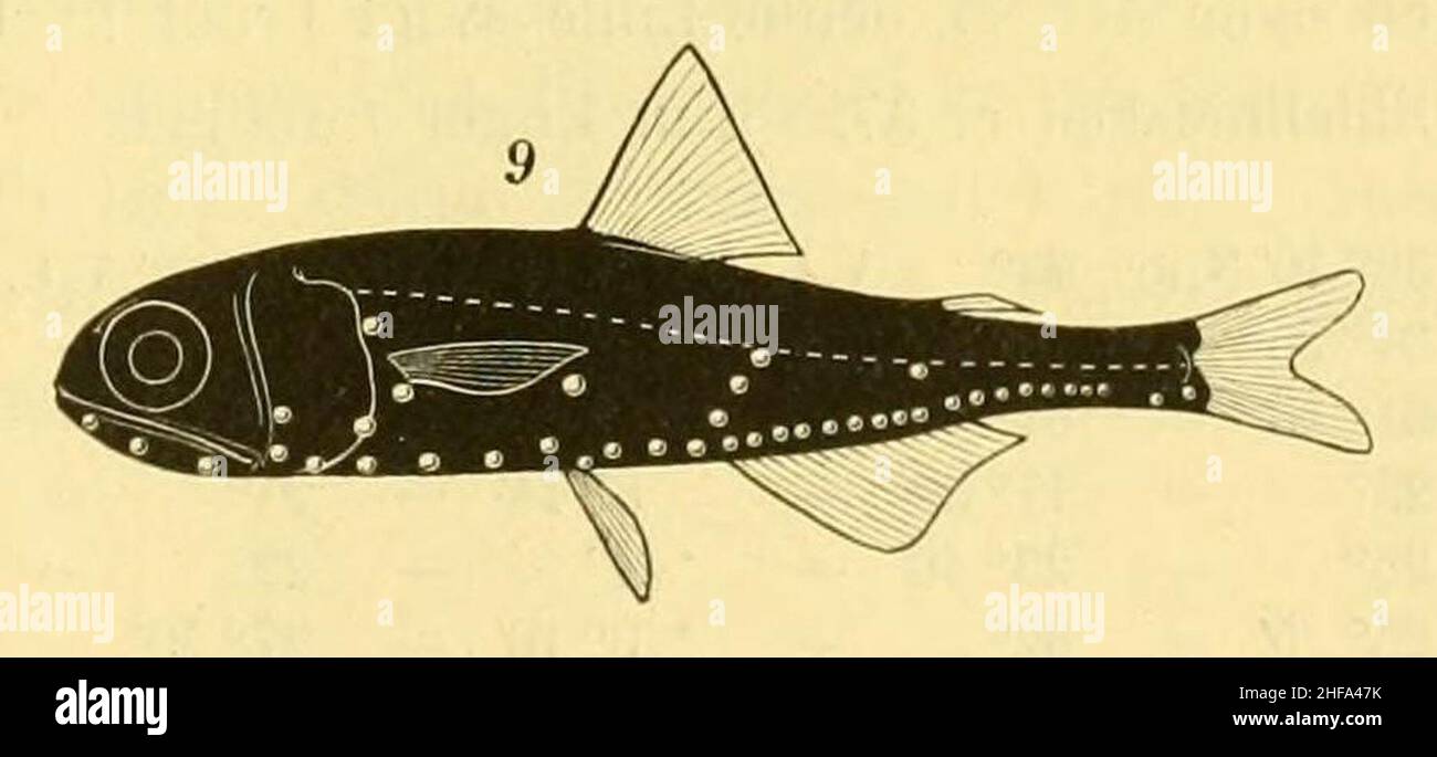 Scopelus hi-res stock photography and images - Alamy