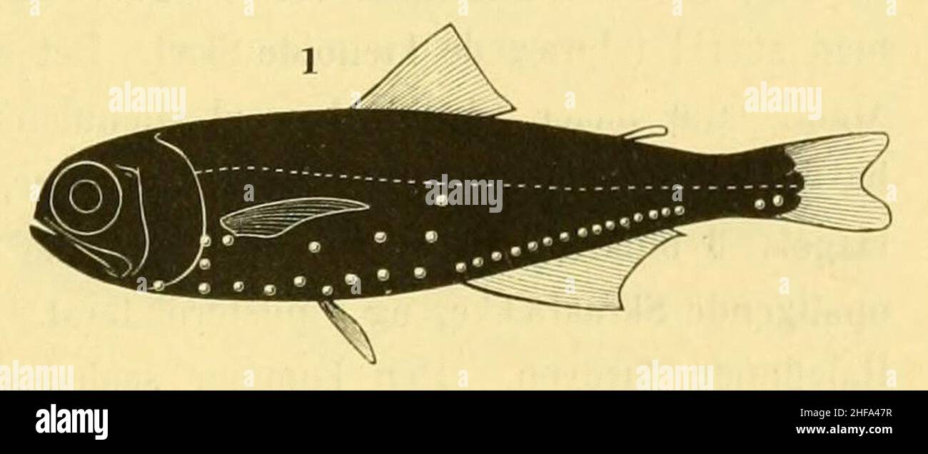Scopelus subasper from Lütken 1892 Stock Photo - Alamy