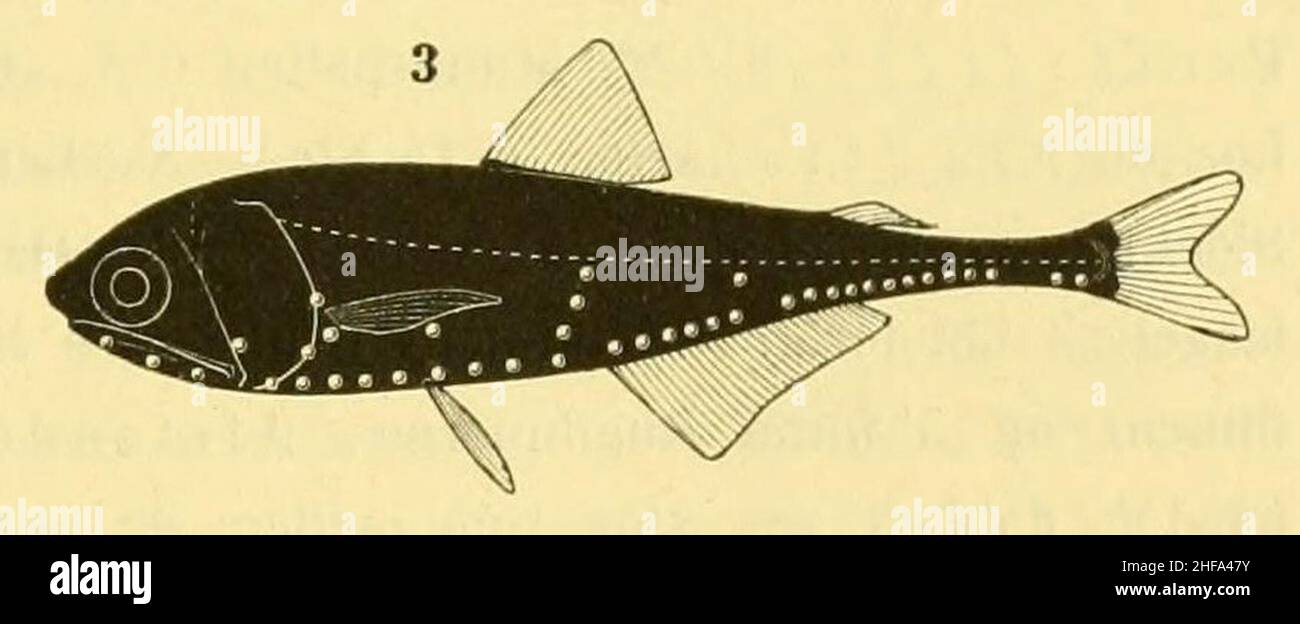 Scopelus andreae from Lütken 1892 Stock Photo - Alamy