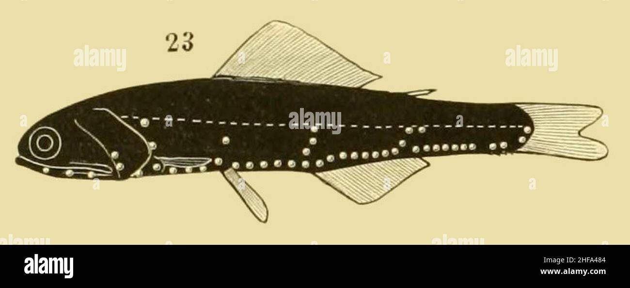 Scopelus elongatus from Lütken 1892 Stock Photo - Alamy