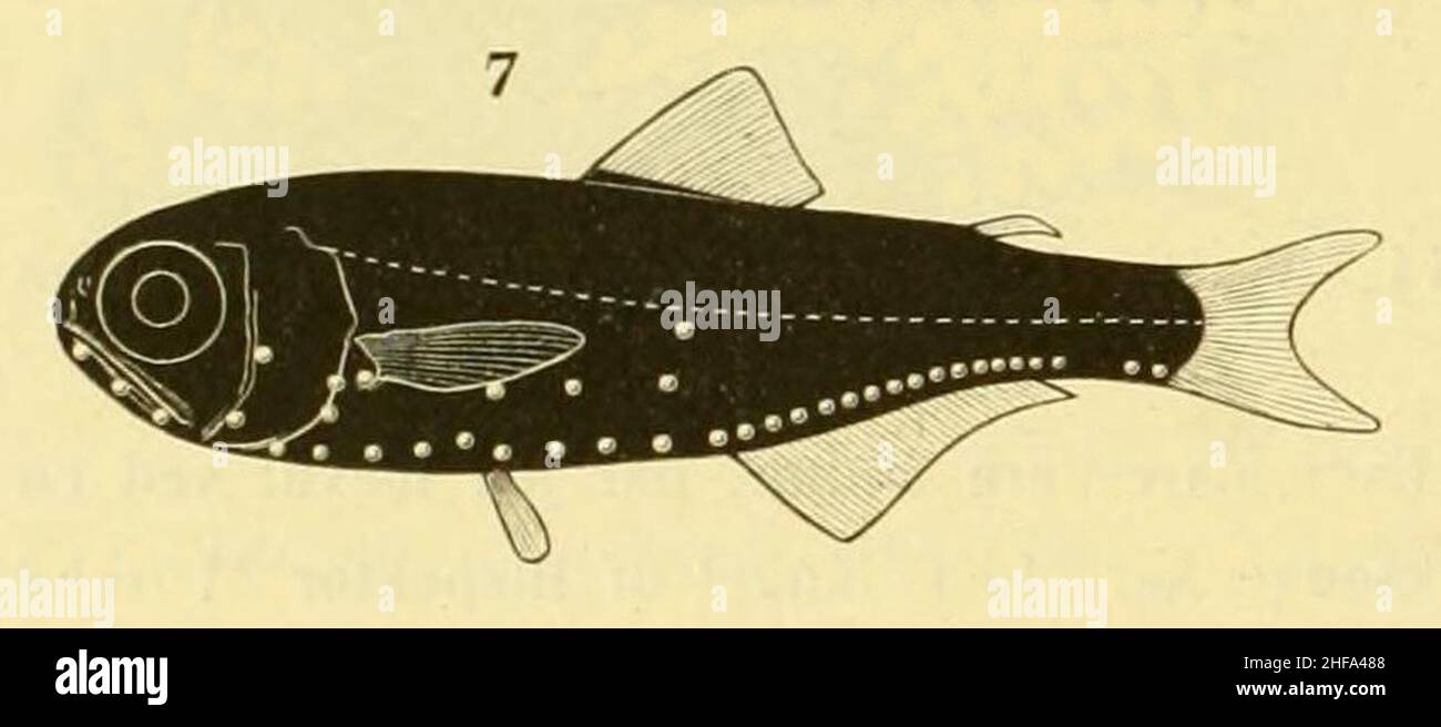 Scopelus hi-res stock photography and images - Alamy