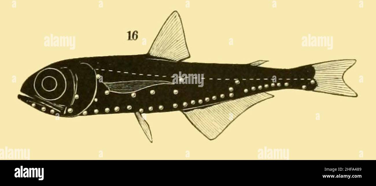 Reinhardtii hi-res stock photography and images - Alamy