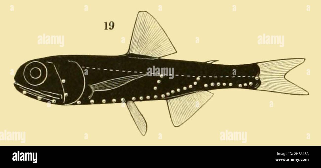 Scopelus hi-res stock photography and images - Alamy