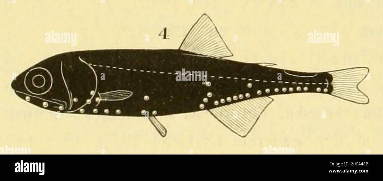 Scopelus rarus from Lütken 1892 Stock Photo - Alamy