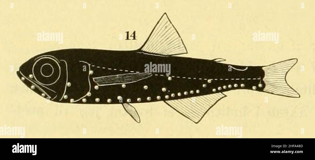 Scopelus hi-res stock photography and images - Alamy