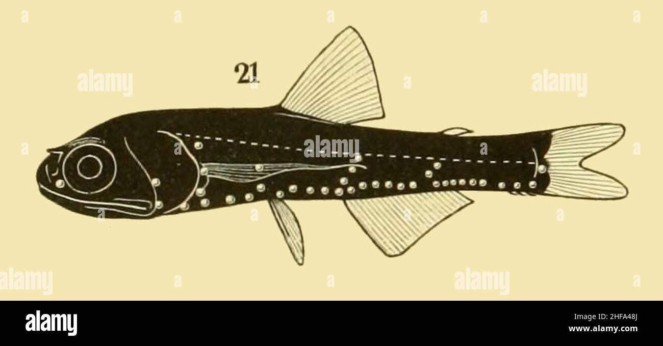 Scopelus maderensis from Lütken 1892 Stock Photo - Alamy