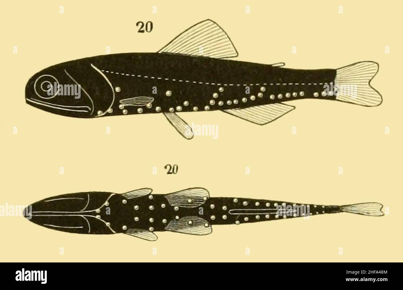 Scopelus hi-res stock photography and images - Alamy