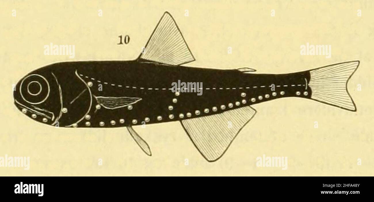 Scopelus affinis from Lütken 1892 Stock Photo - Alamy
