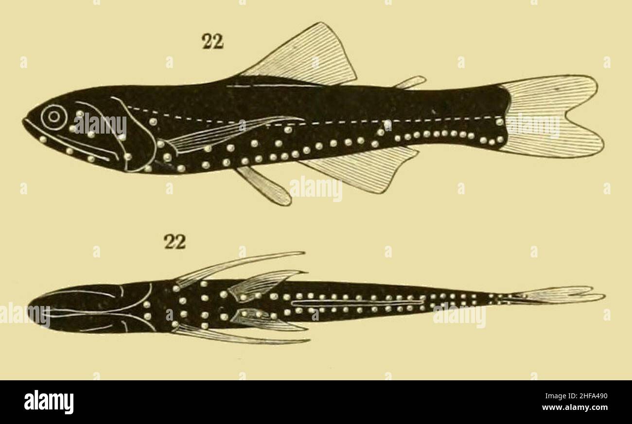 Scopelus hi-res stock photography and images - Alamy