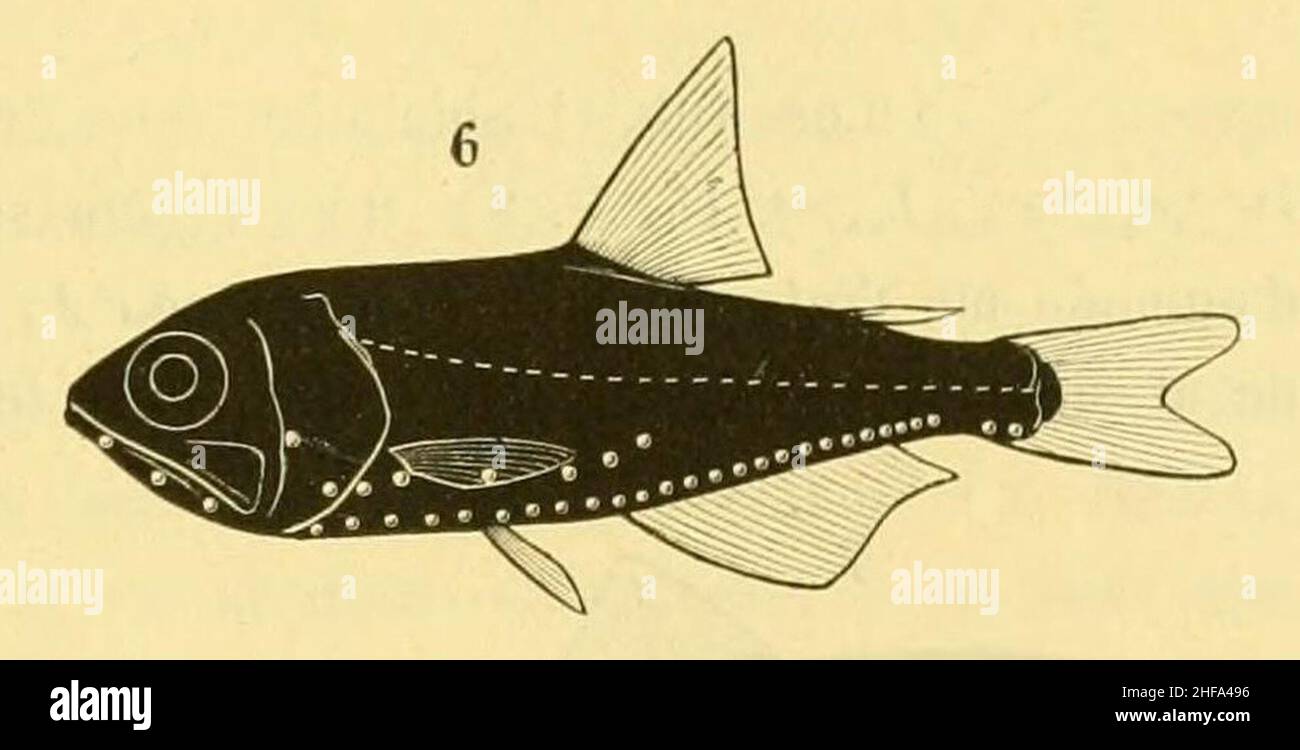 Scopelus arcticus from Lütken 1892 Stock Photo - Alamy