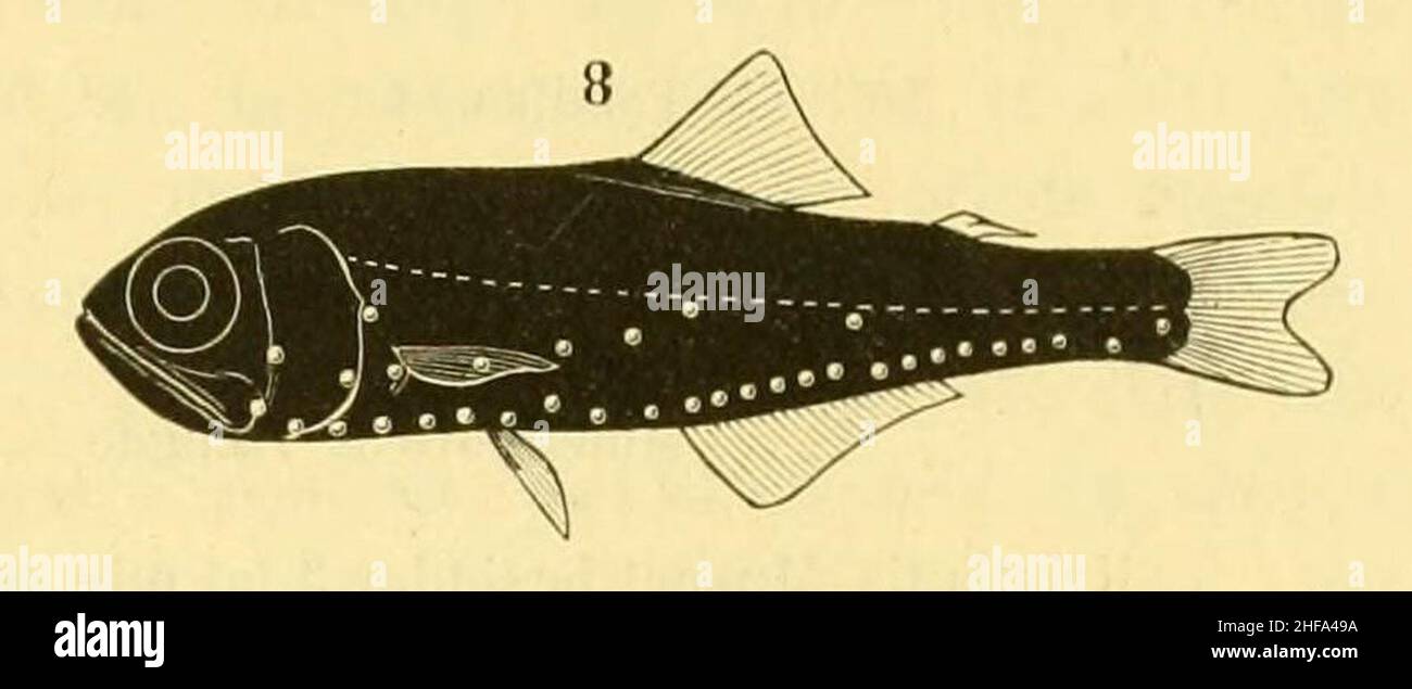 Scopelus hi-res stock photography and images - Alamy