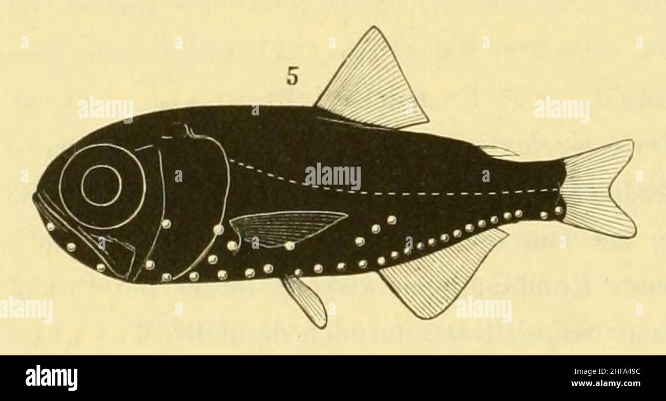 Scopelus hi-res stock photography and images - Alamy