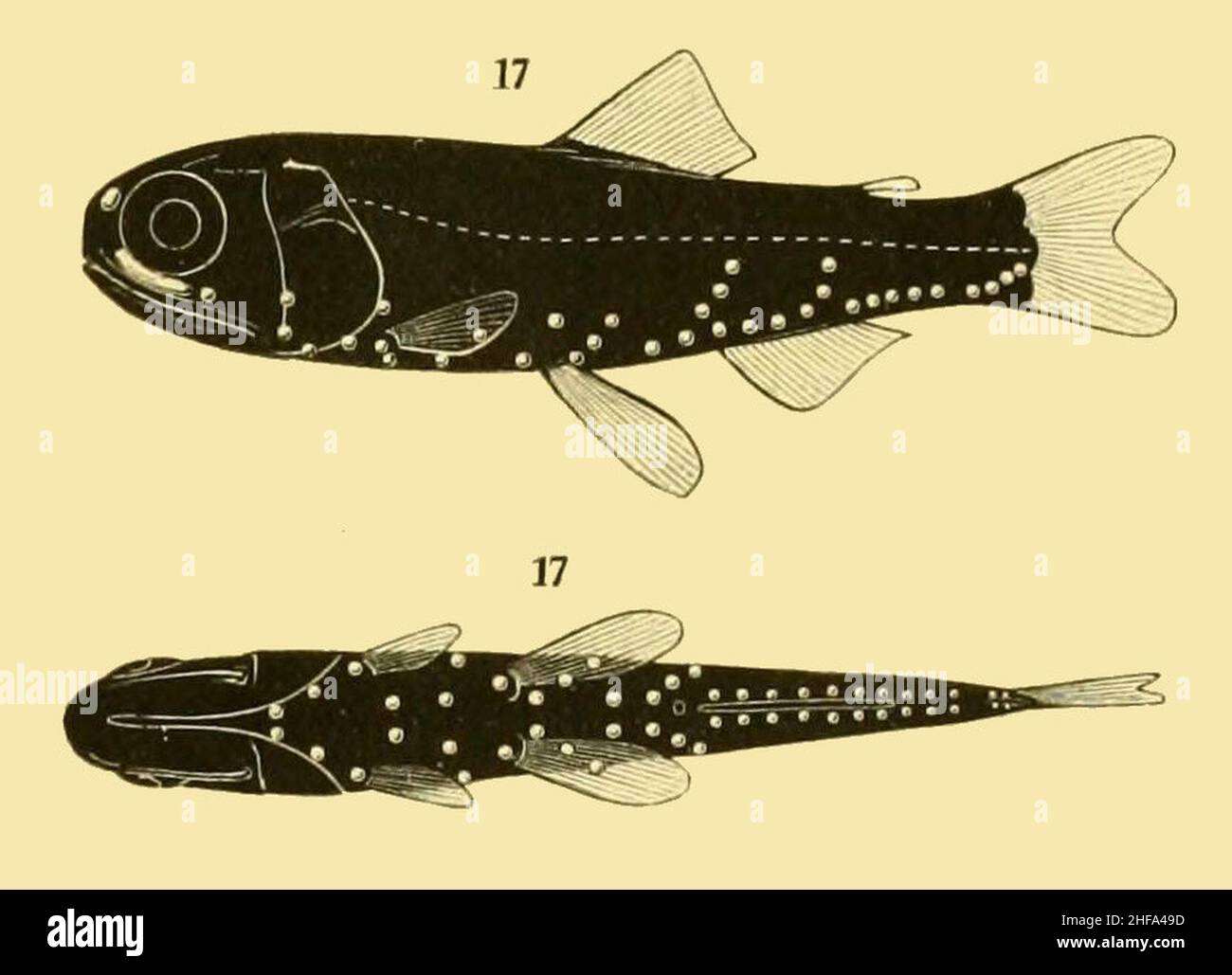 Rafinesquii hi-res stock photography and images - Alamy