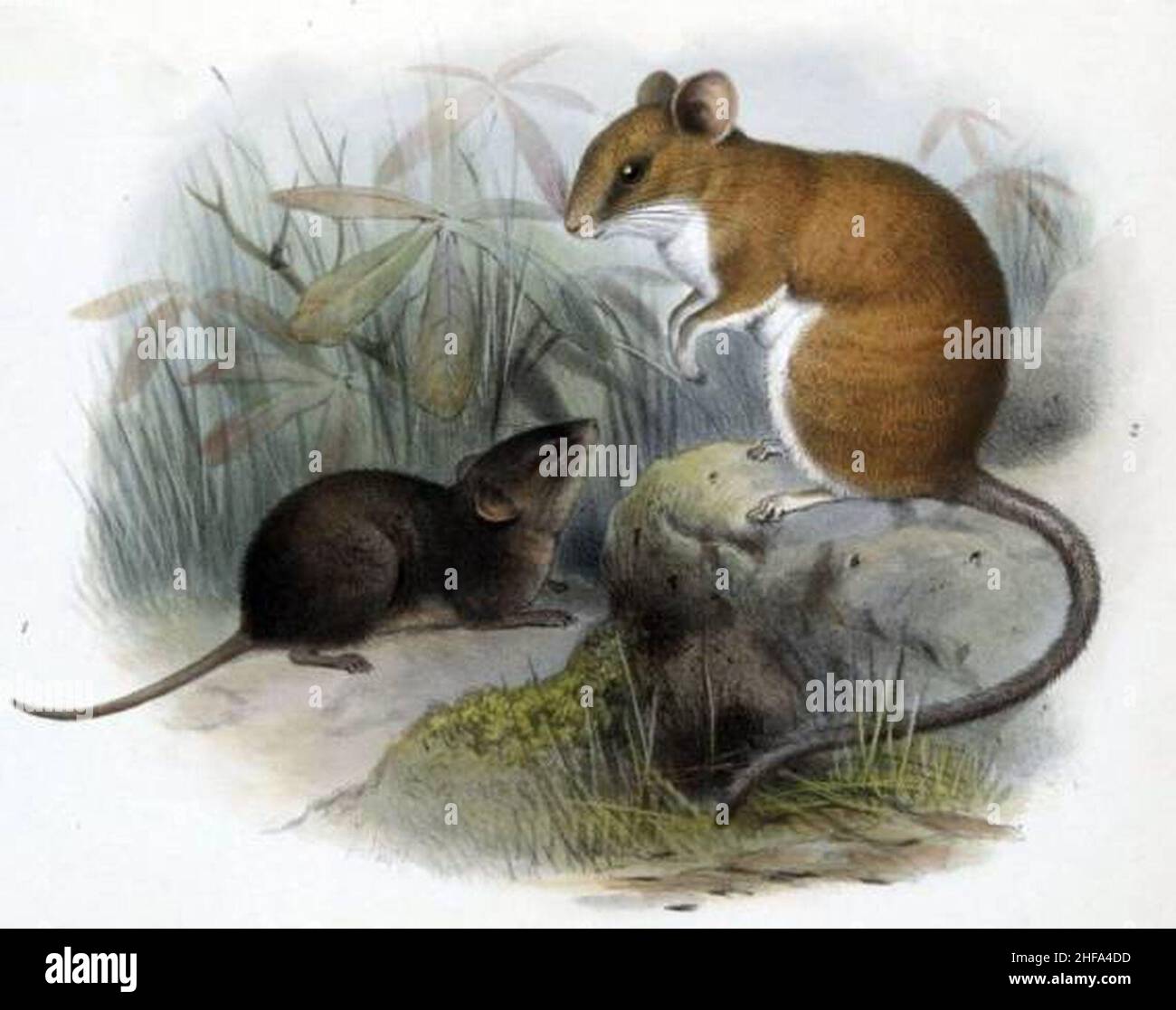 Sumichrasti hi-res stock photography and images - Alamy