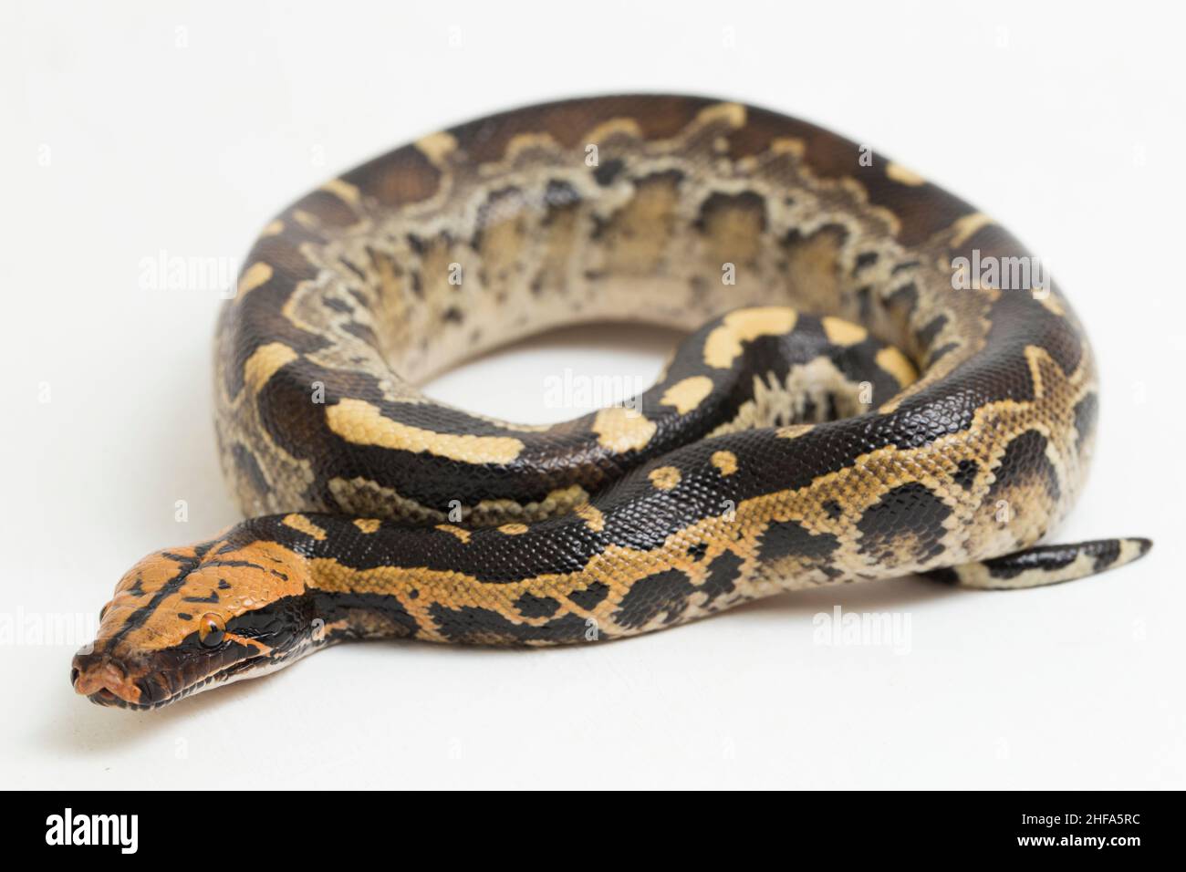 Borneo short-tailed blood python snake (Python curtus breitensteini ...