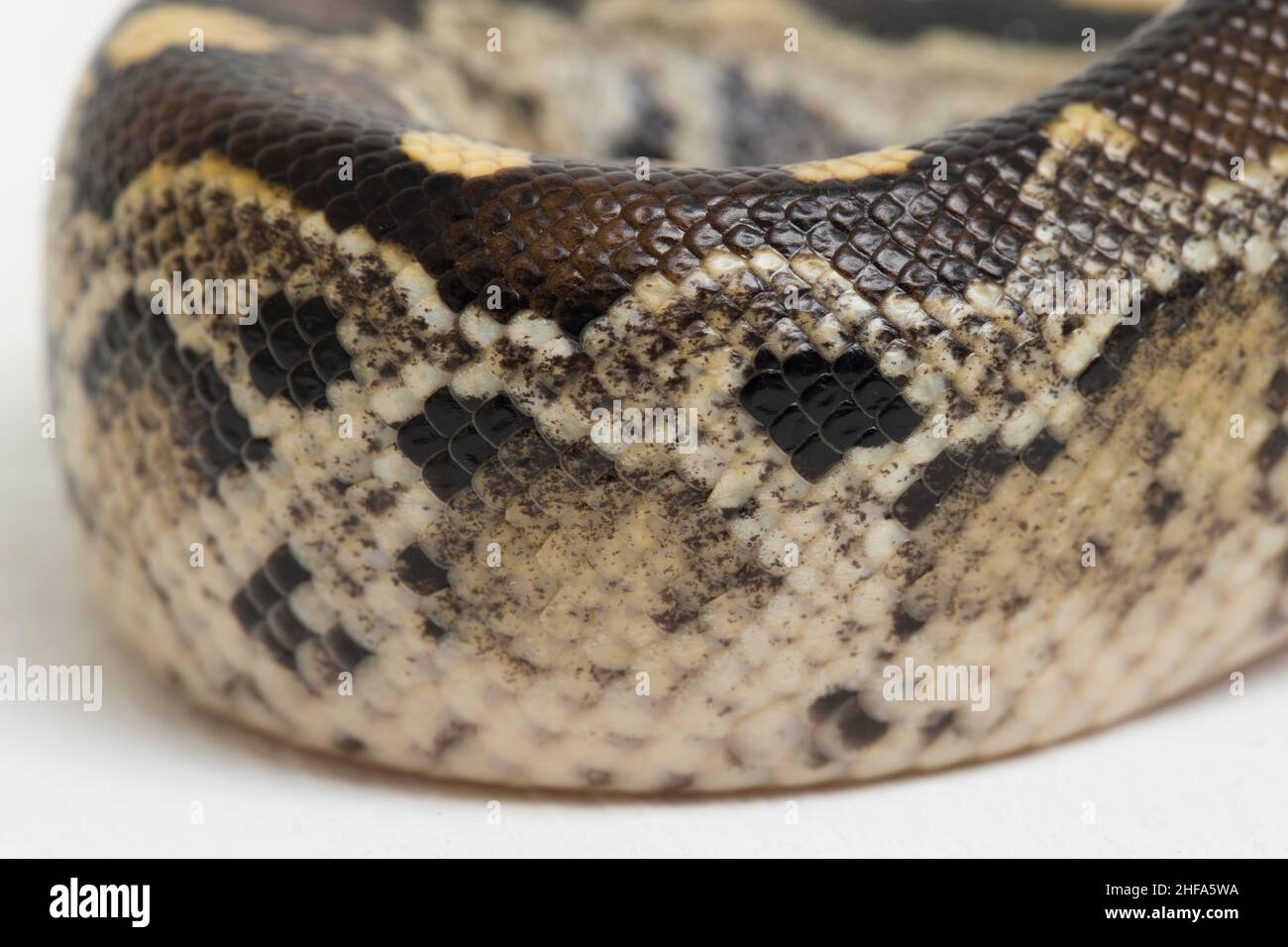 Borneo short-tailed blood python snake (Python curtus breitensteini ...