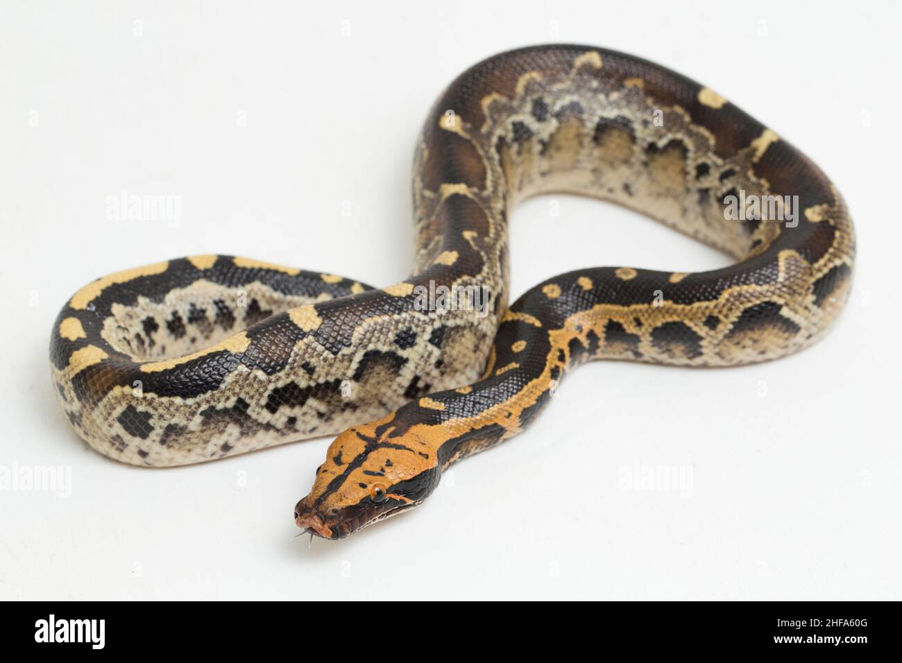 Borneo short-tailed blood python snake (Python curtus breitensteini ...