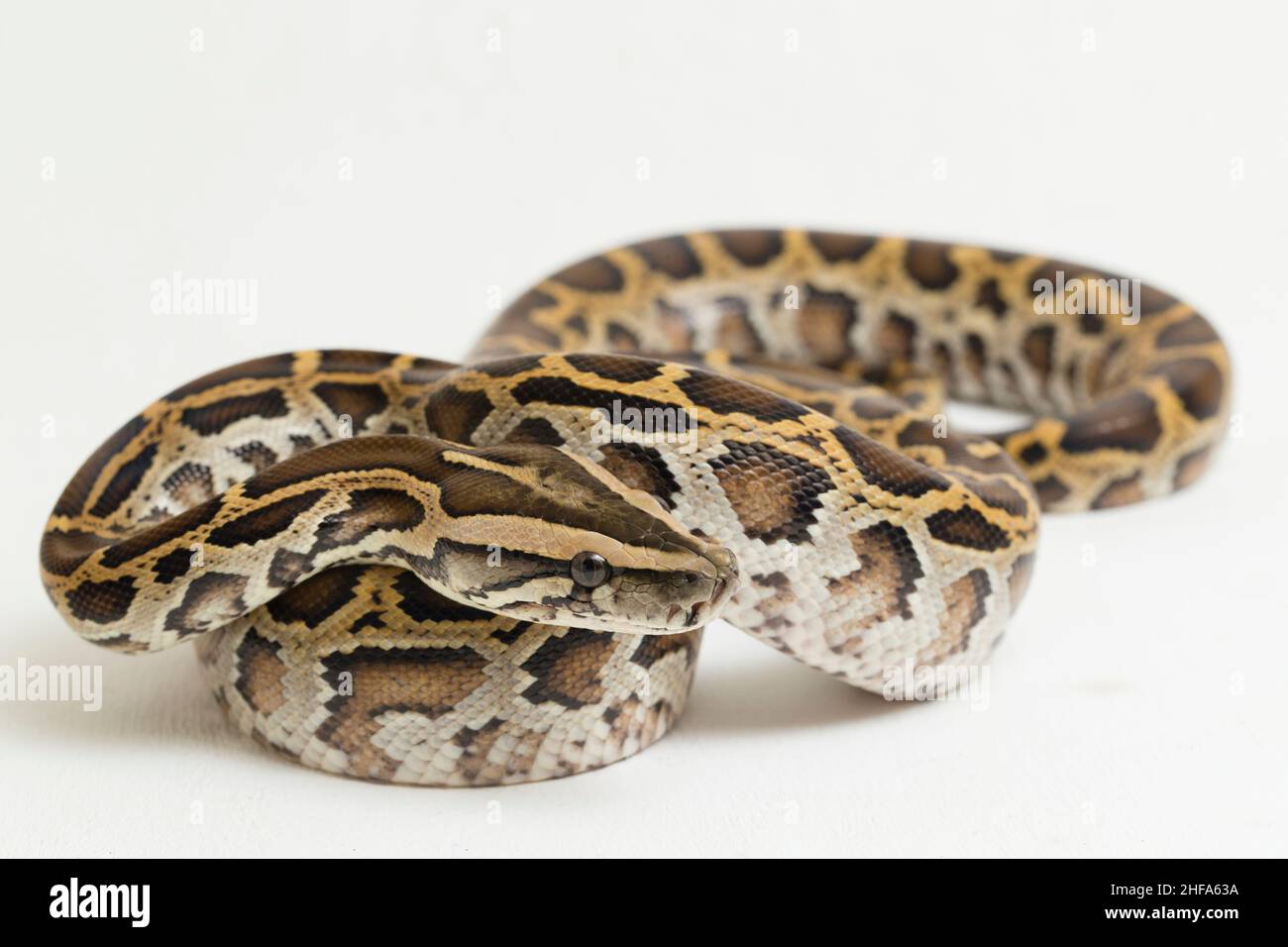 Snake Burmese Python, Python molurus bivittatus, isolated on white ...