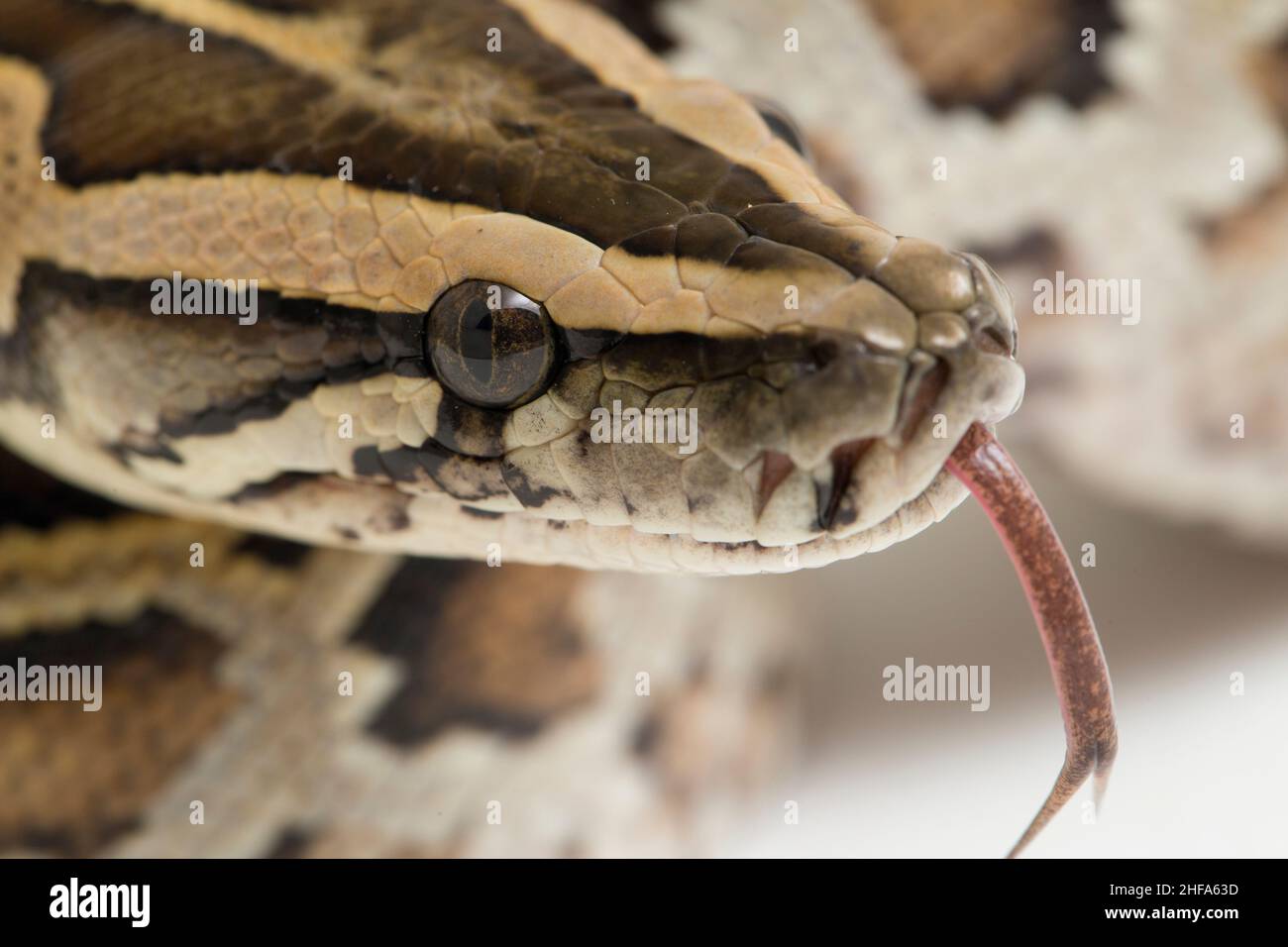 Snake Burmese Python, Python molurus bivittatus, isolated on white ...