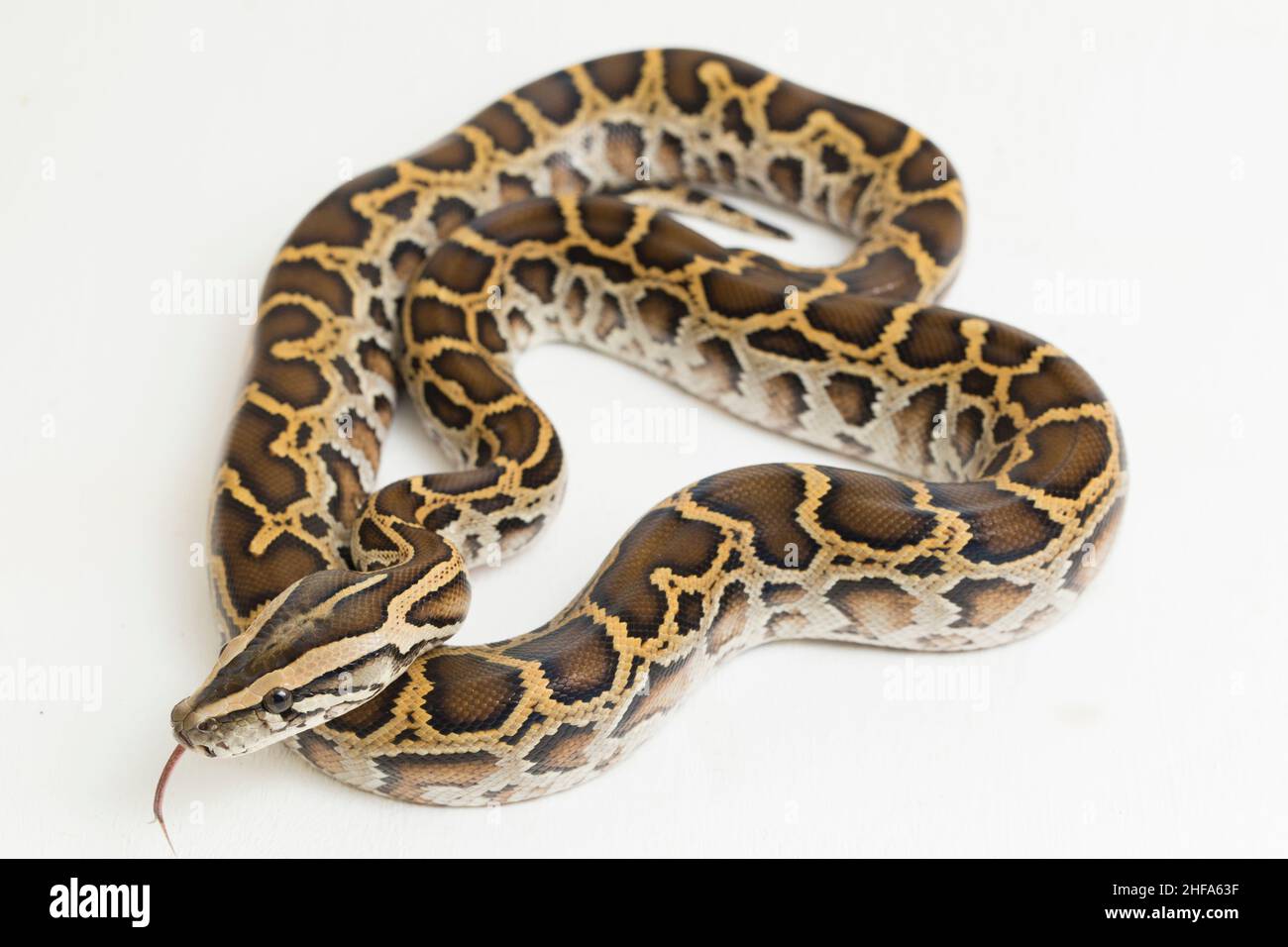 Snake Burmese Python, Python molurus bivittatus, isolated on white ...