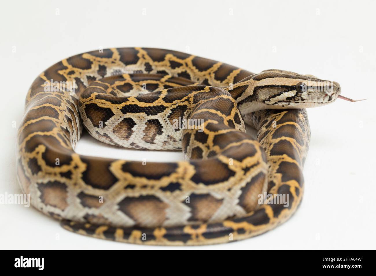Snake Burmese Python, Python molurus bivittatus, isolated on white ...