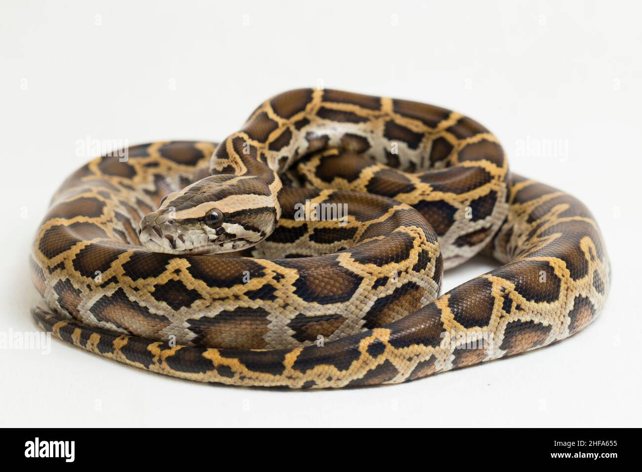 Snake Burmese Python, Python molurus bivittatus, isolated on white ...